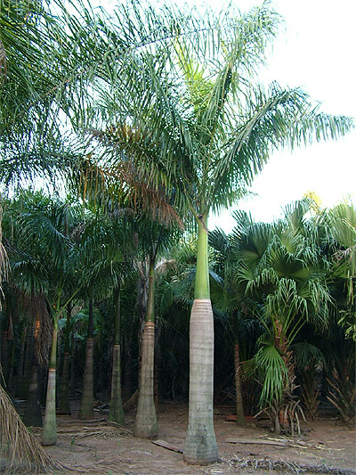 Specimen Palms